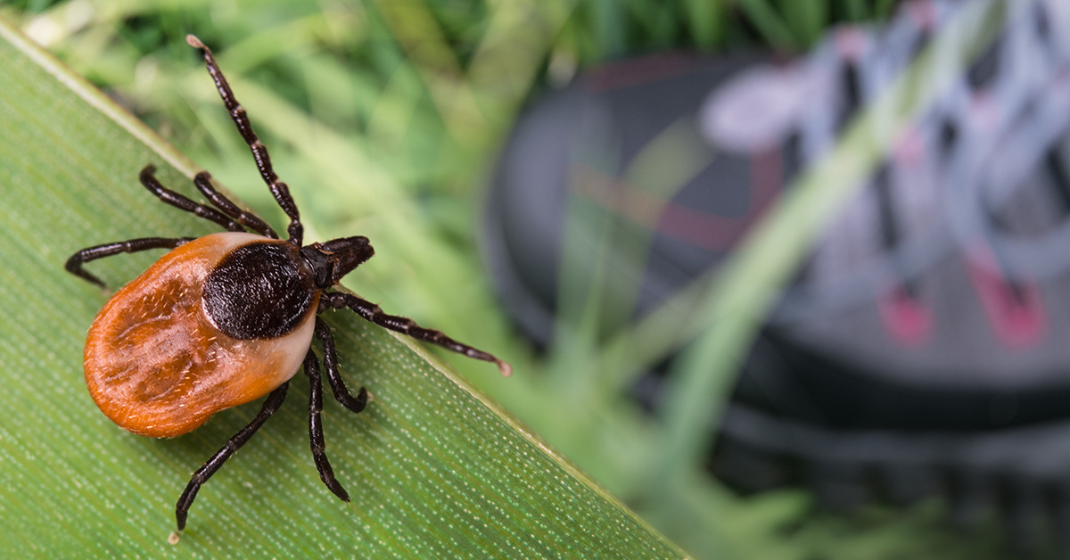 What to Know About Tick Bites | Bon Secours Blog
